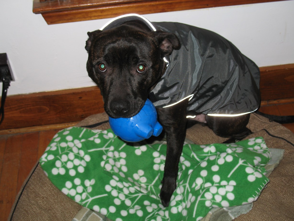 Junk in the Front: Dog Coats that Fit | notes from a dog walker