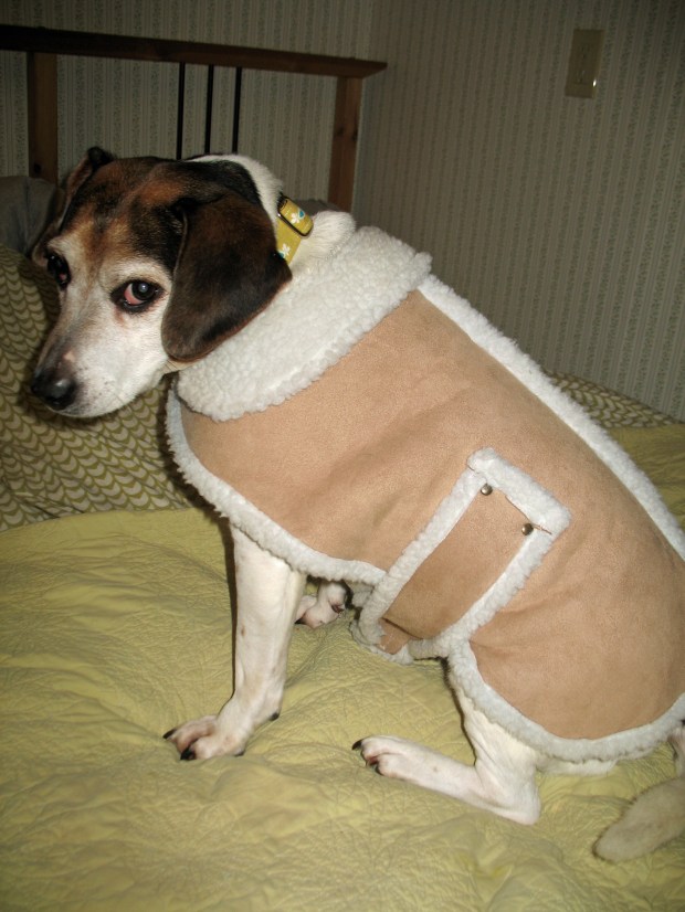 Junk in the Front: Dog Coats that Fit | notes from a dog walker