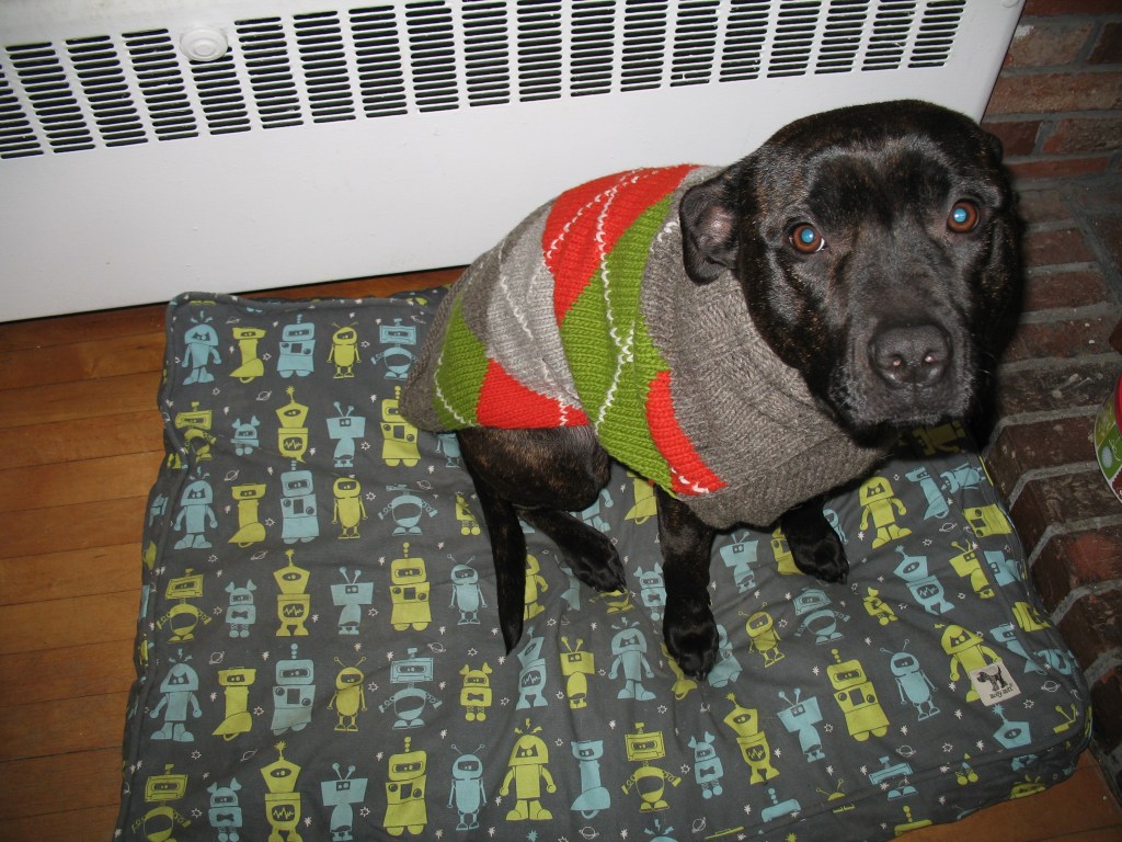 Junk in the Front: Dog Coats that Fit | notes from a dog walker
